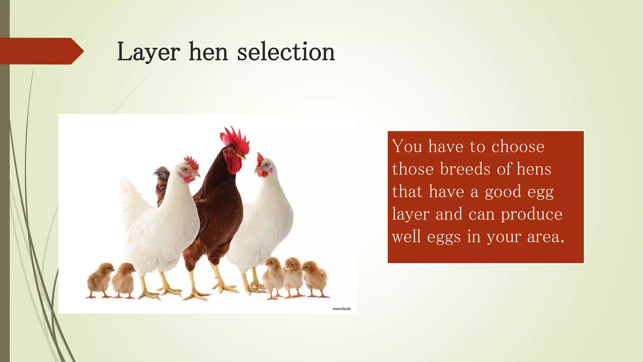 Egg (layer farming) | PPTX