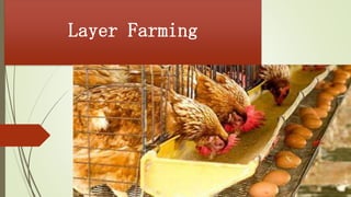 Egg (layer farming) | PPTX | Agriculture | Industries