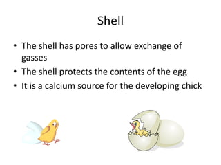 Egg laying chicken yr 9 | PPTX