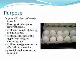 Egg osmosis | PPT