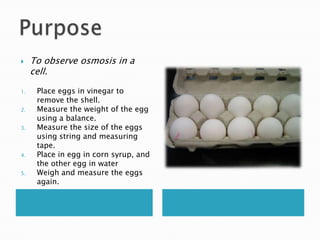 Madeline Rivera 8-16 Egg Osmosis Experiment | PPT