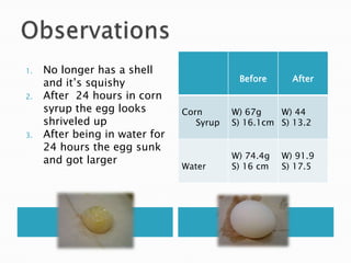 Madeline Rivera 8-16 Egg Osmosis Experiment | PPT