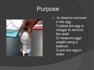 Egg Osmosis Jayson | PPTX