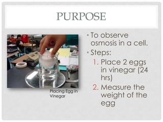 Angela 816 Egg osmosis experiment | PPTX