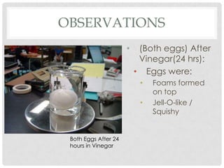 Angela 816 Egg osmosis experiment | PPTX