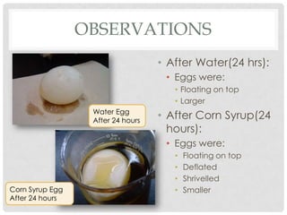 Angela 816 Egg osmosis experiment | PPTX