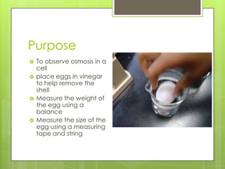 Egg osmosis experiment | PPT