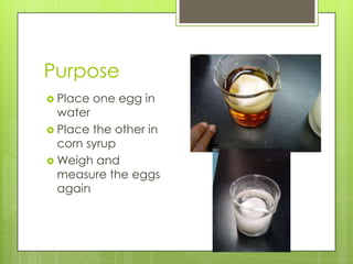 Egg osmosis experiment | PPT