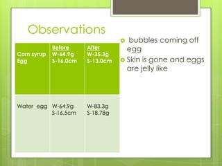 Egg osmosis experiment | PPTX