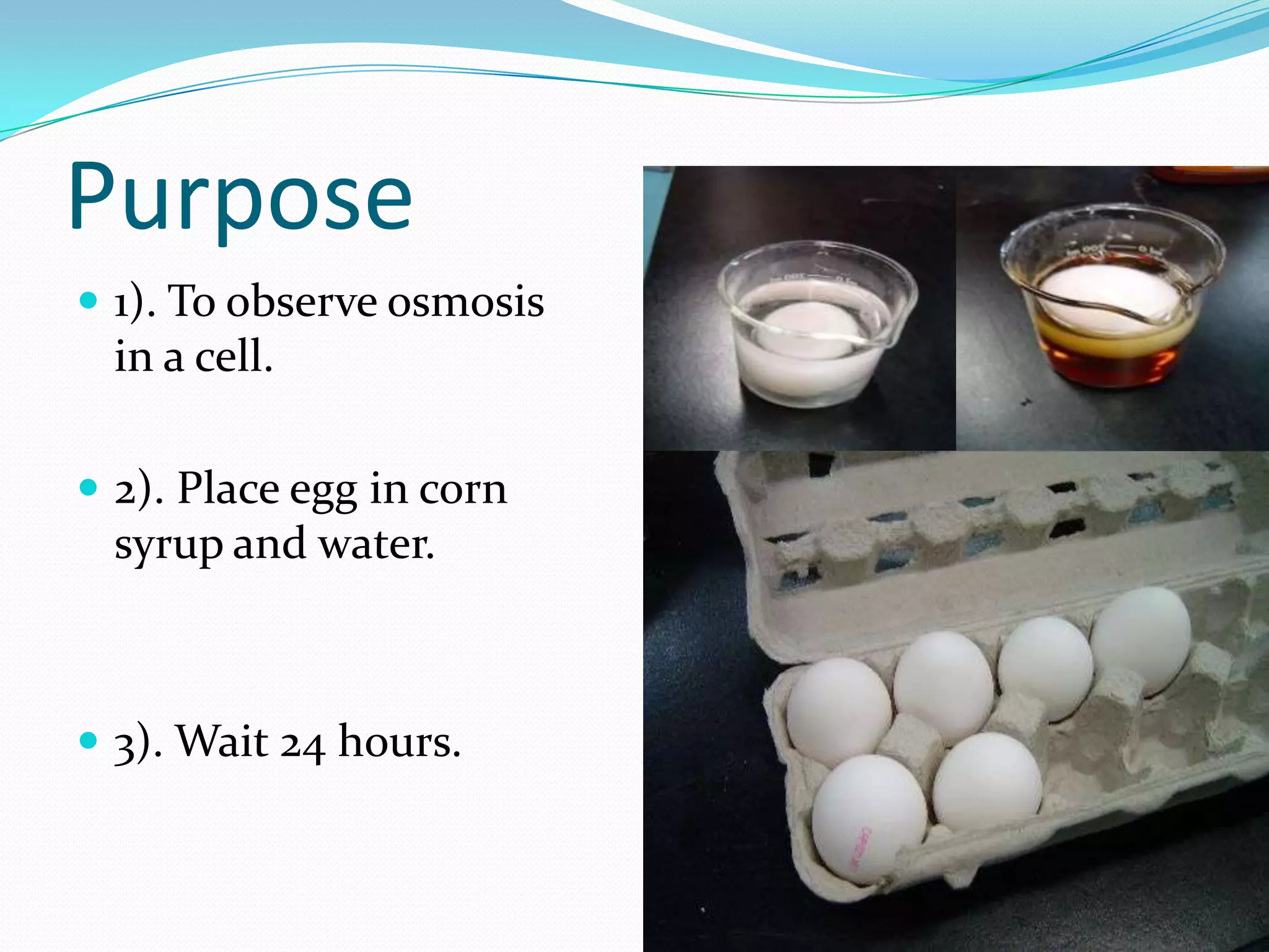 Egg osmosis experiment | PPTX