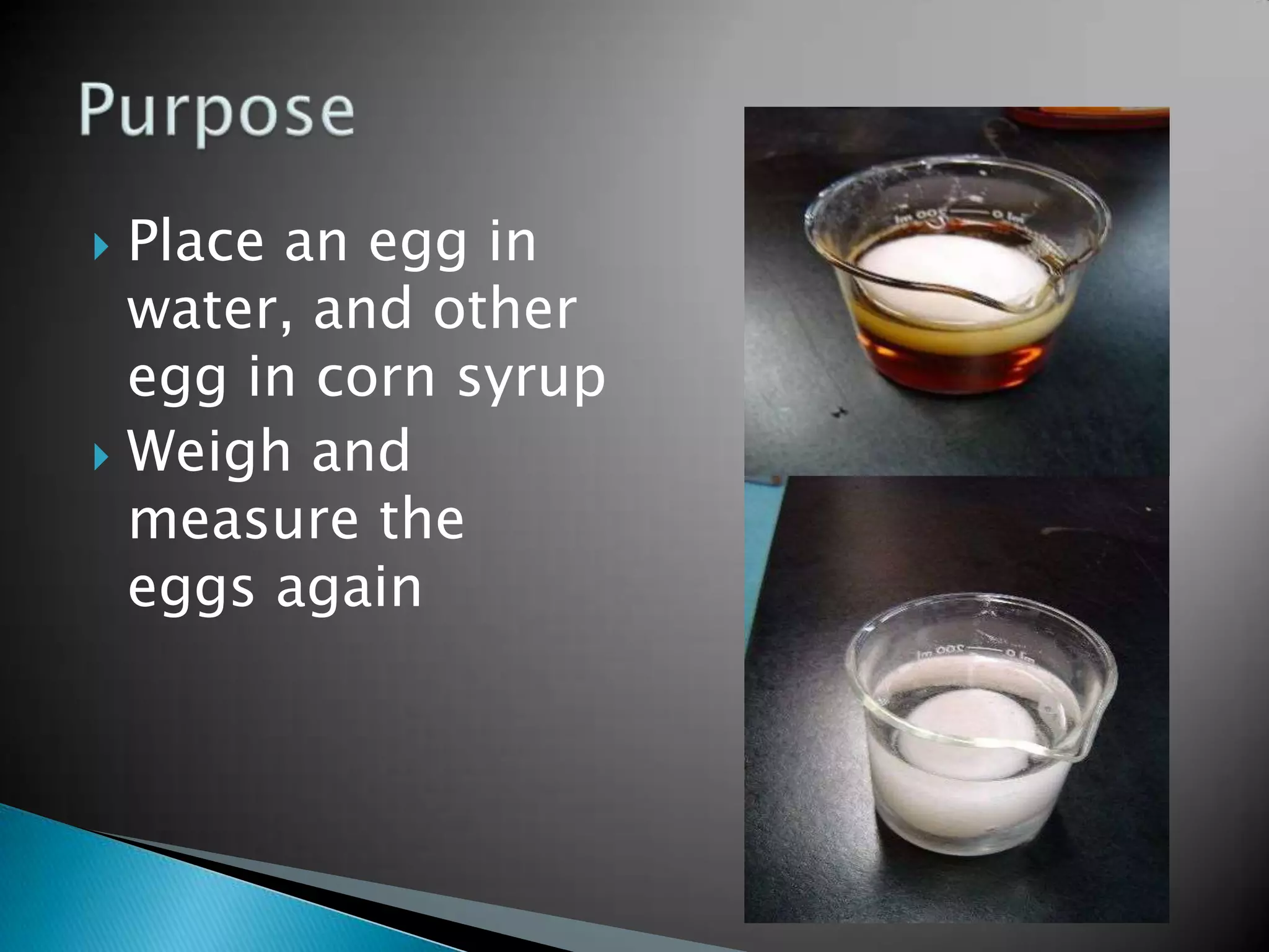 Egg osmosis experiment | PPT