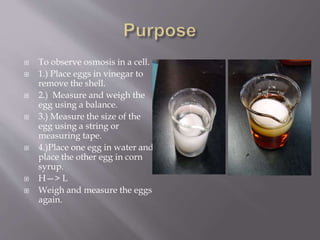 Egg osmosis experiment | PPTX