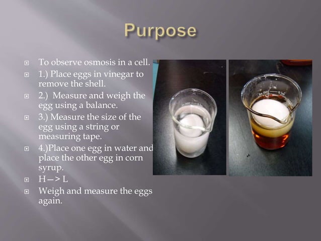 Egg osmosis experiment | PPTX