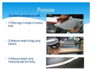 Egg osmosis experiment | PPTX
