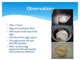 Egg osmosis experiment | PPTX