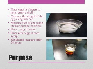 Egg osmosis experiment | PPTX