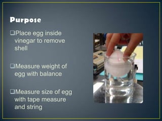 Egg osmosis experiment | PPTX | Chemistry | Science