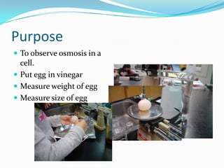 Egg osmosis experiment | PPT