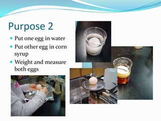 Egg osmosis experiment | PPTX | Chemistry | Science
