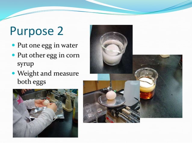 Egg osmosis experiment | PPT