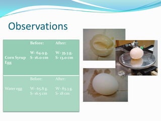 Egg osmosis experiment | PPTX