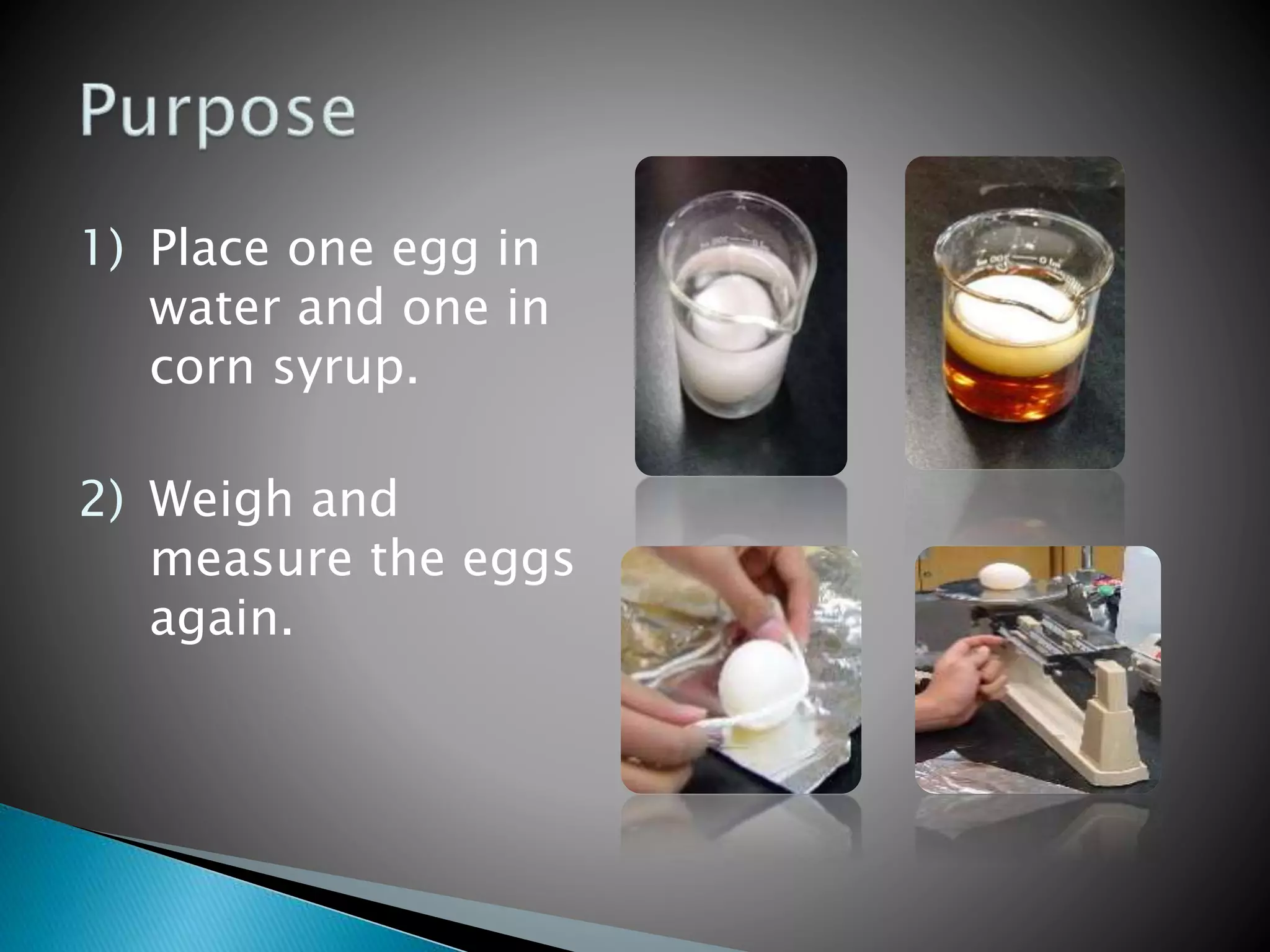 Egg osmosis experiment | PPT