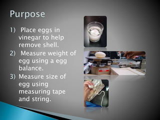 Egg osmosis experiment | PPT