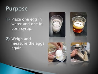 Egg osmosis experiment | PPTX