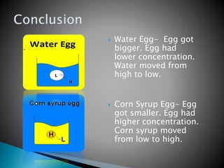 Egg osmosis experiment | PPTX