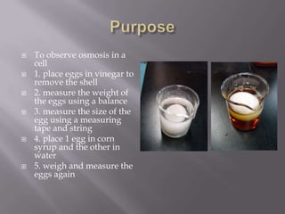 Egg osmosis experiment | PPTX