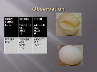 Egg osmosis experiment | PPTX