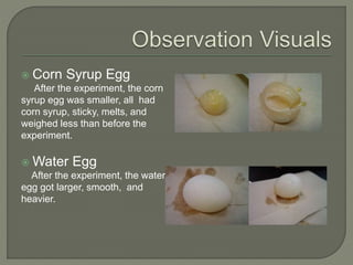 Randolph Egg osmosis experiment | PPTX