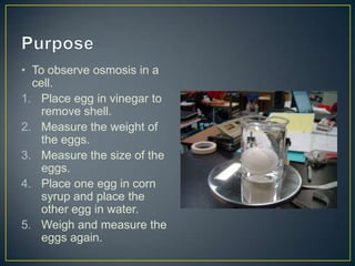 Rose's 8-17 Egg osmosis experiment | PPTX