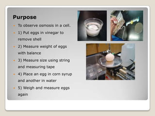 Eli's Egg osmosis experiment | PPT