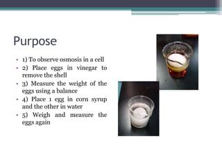 Paige's Egg osmosis experiment | PPTX