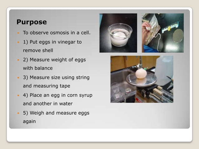 Elijah's Egg osmosis experiment | PPT
