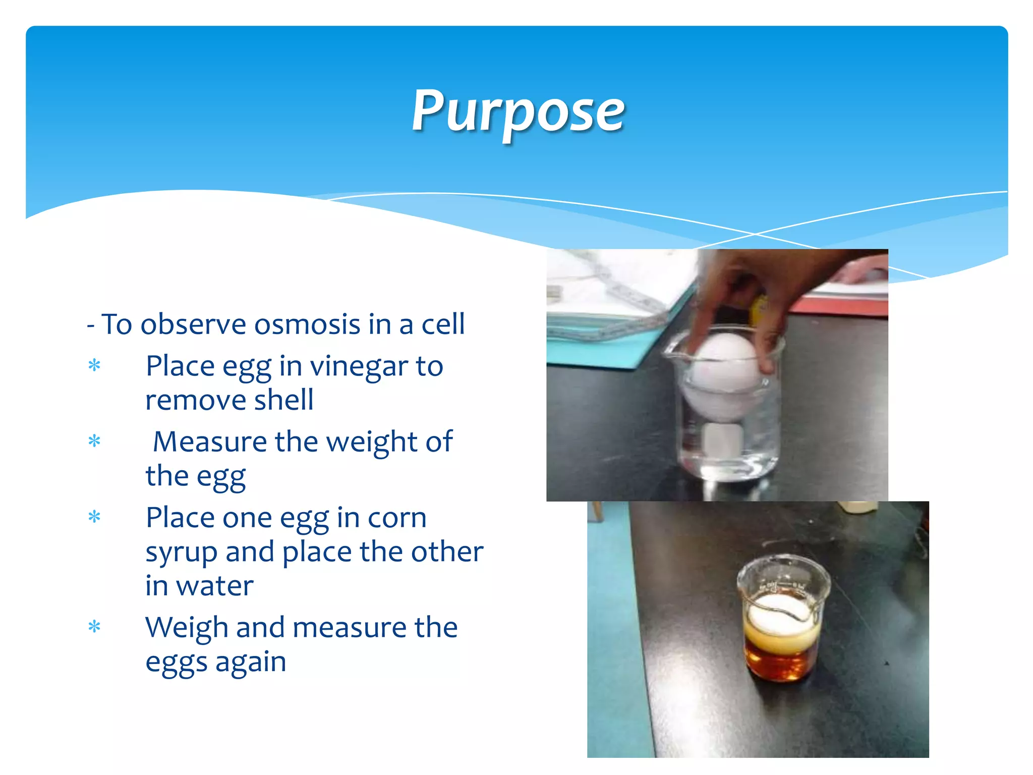 MichaelS Egg osmosis experiment | PPTX