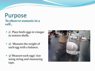 Sompong 817 Egg Osmosis Experiment | PPTX | Chemistry | Science