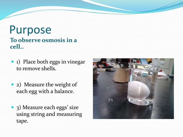 Sompong 817 Egg Osmosis Experiment | PPTX | Chemistry | Science