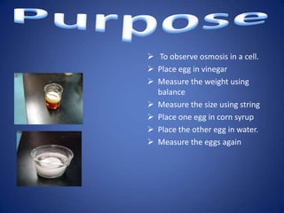 Egg osmosis experiment | PPTX