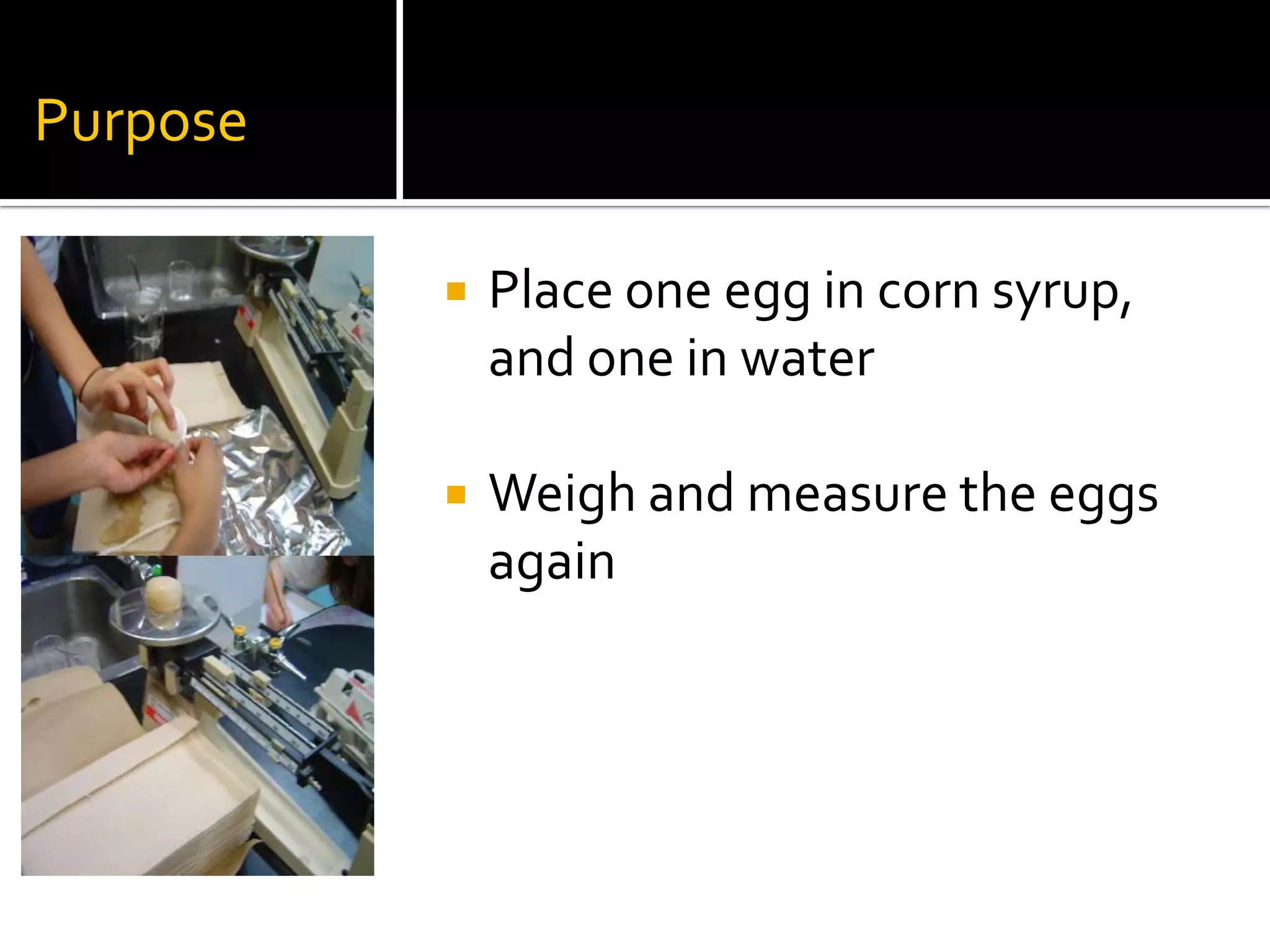 Egg osmosis experiment | PPT