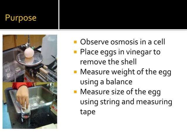 Egg osmosis experiment | PPT
