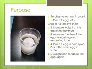 Egg osmosis experiment | PPT
