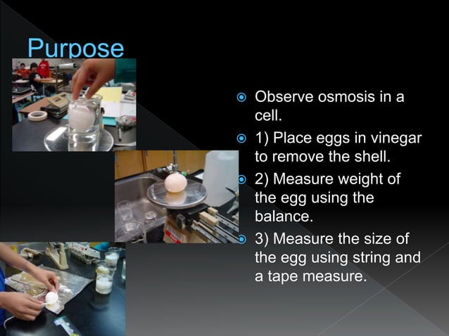 Egg osmosis experiment | PPT