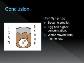 Egg osmosis experiment | PPTX