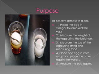 Egg osmosis experiment | PPT