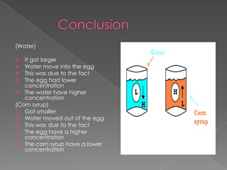 Egg osmosis experiment | PPTX