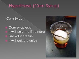 Egg osmosis experiment | PPTX