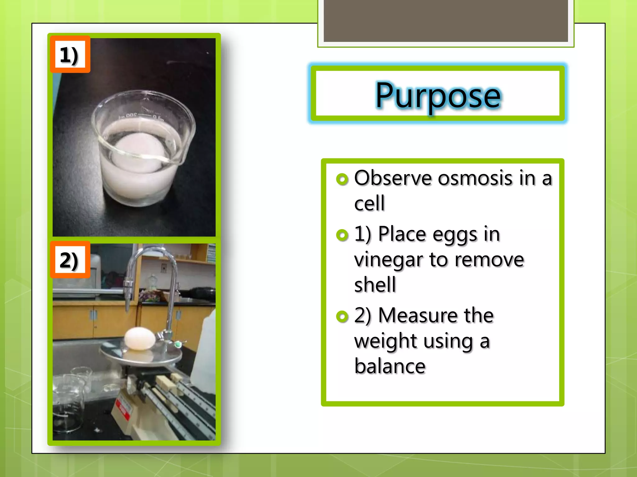 Egg osmosis experiment | PPT