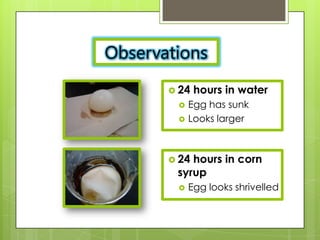 Egg osmosis experiment | PPTX